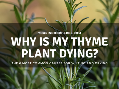 Why is My Thyme Plant Dying? (6 Causes of Drying & Wilting!) | Your ...