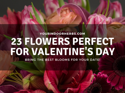 The 23 Best Flowers for Valentine’s Day (Or a First Date!) | Your ...