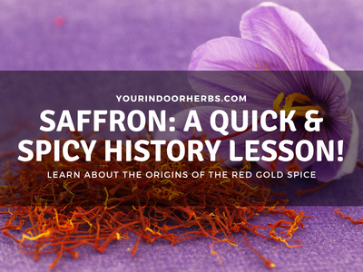Where Does Saffron Come From? (A Quick History on Spice!) | Your Indoor ...
