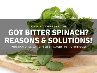 5 Reasons Why Spinach Tastes Bitter (Make It Taste Better!) | Your ...