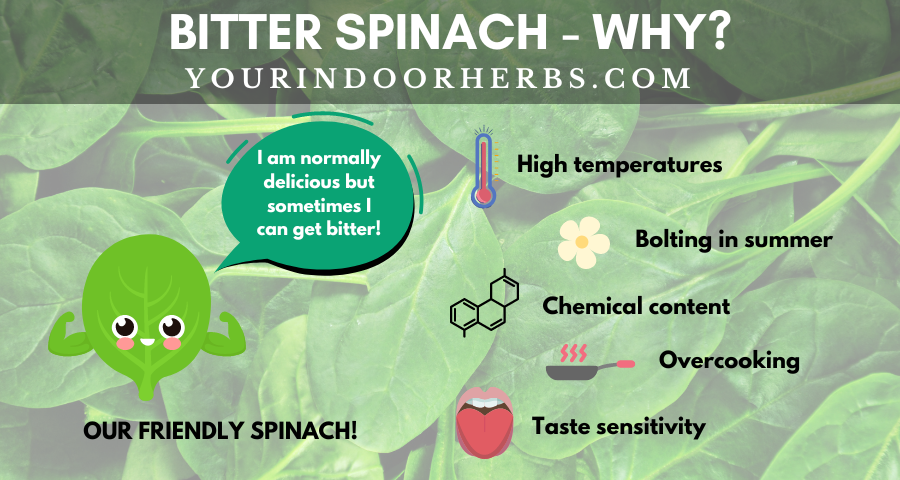 5 Reasons Why Spinach Turns Bitter