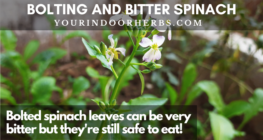 Bolting and Bitter Spinach