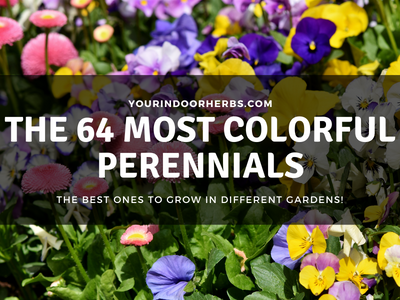 The 64 Most Colorful Perennials Flowers to Grow (Long List Ahead ...