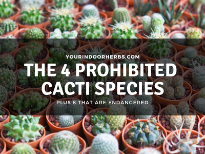 The 4 Illegal Cacti (Plus 7 Endangered Ones!) | Your Indoor Herbs and ...