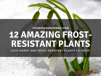 12 Amazing Frost-Resistant Plants (For Winter Gardens!) | Your Indoor ...