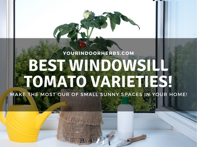 30 Best Windowsill Tomato Varieties (Maximize Small Spaces!) | Your ...
