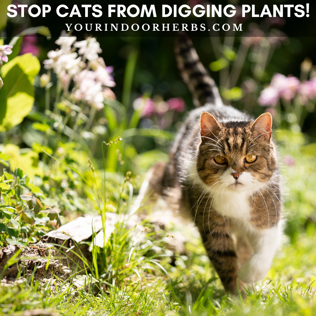 15 Ways to Prevent Your Cat From Digging Into Your Plants! | Your ...