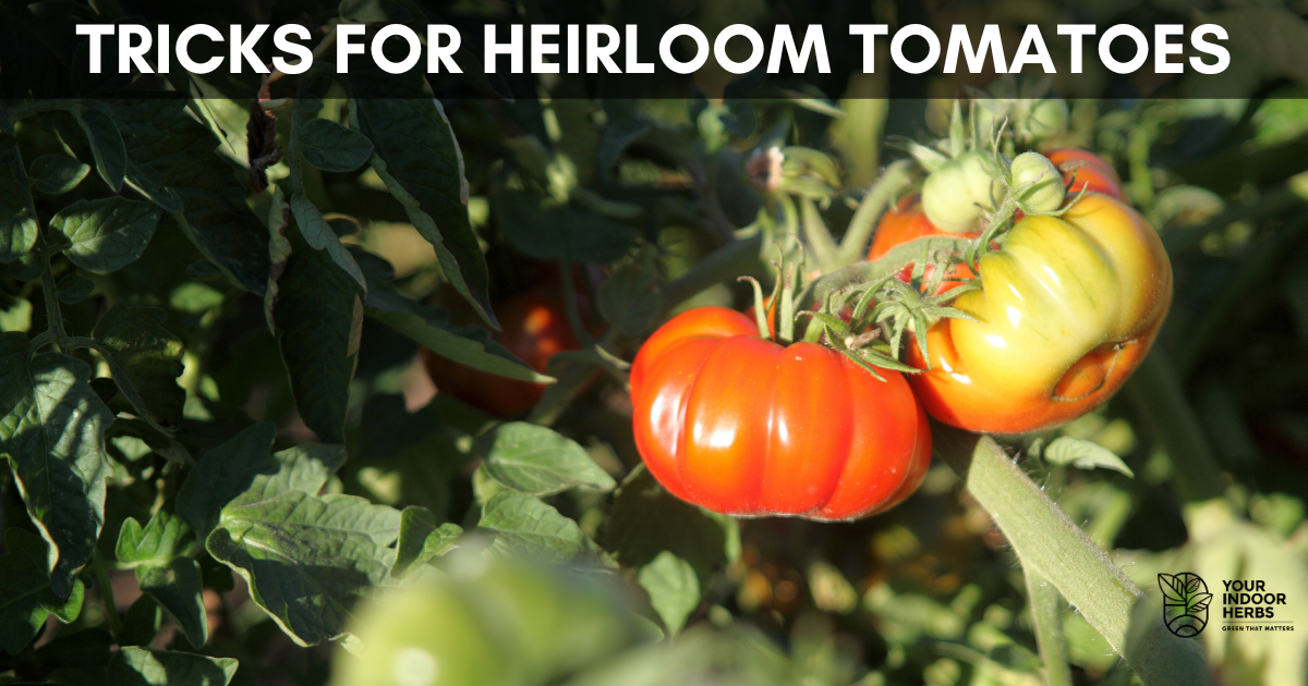 How to Grow Heirloom Tomatoes (Complete Beginner’s Guide) | Your Indoor ...