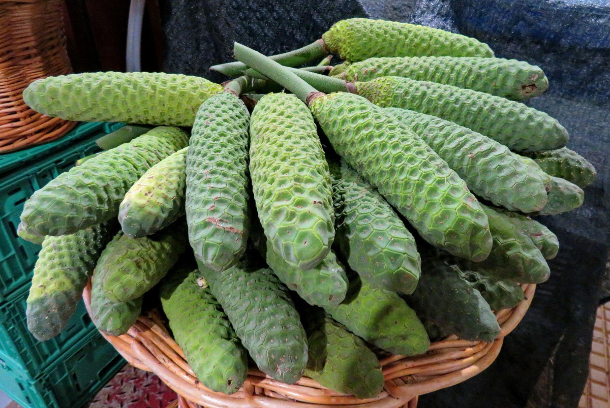 Monstera Fruits