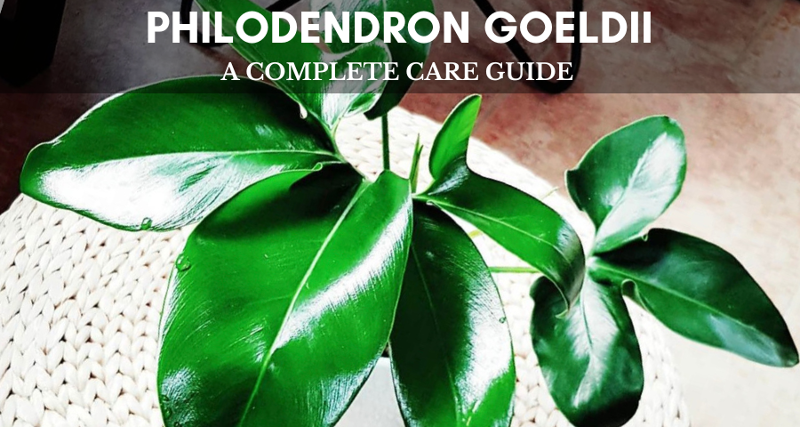 Philodendron Goeldii: A Complete Guide to Care and Growth | Your Indoor ...