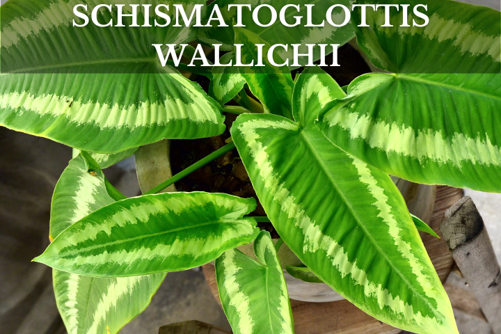 Schismatoglottis Wallichii Care Guide | Your Indoor Herbs and Garden