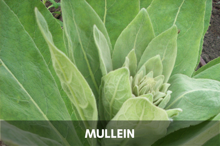 mullein